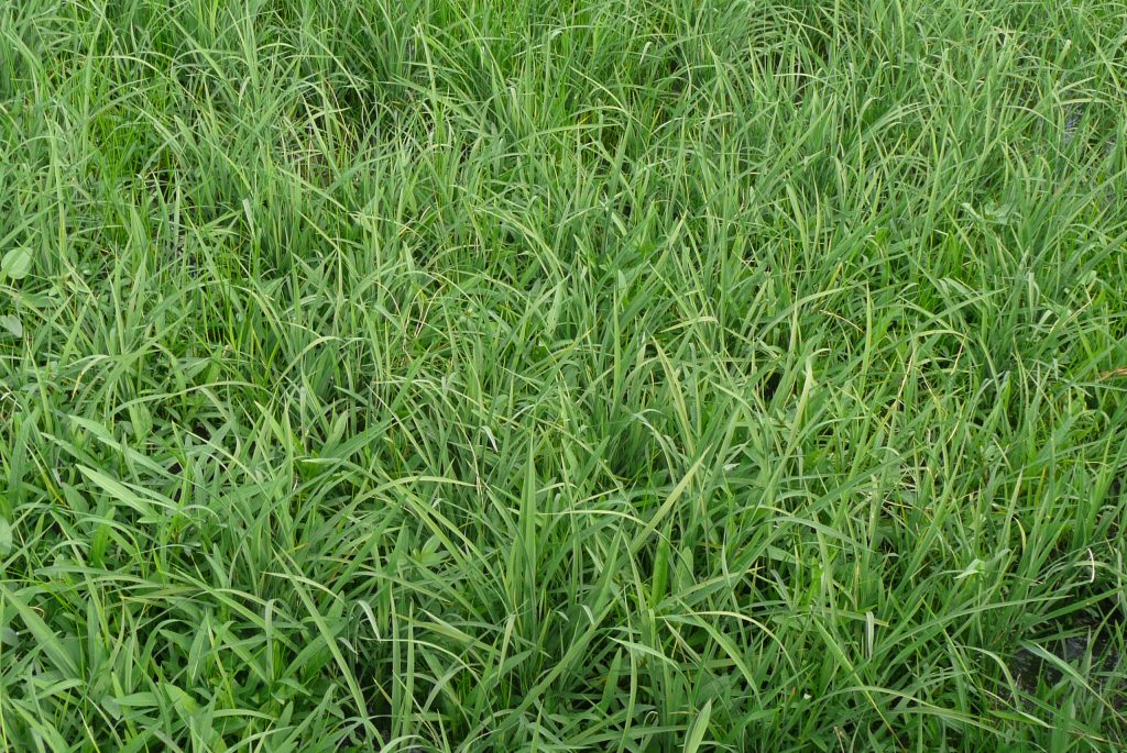 Rwanda: Rice Intensification System (SRI): Awareness and adoption in ...