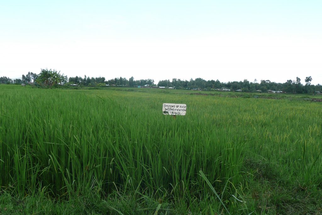 Enhancing Production through System of Rice Intensification_SRI in ...