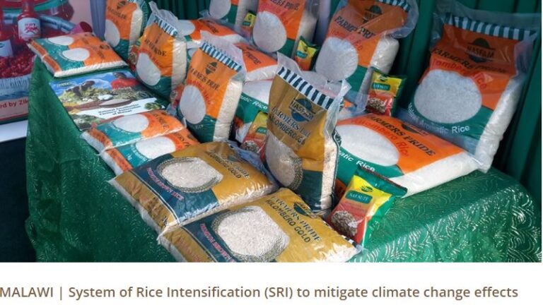 MALAWI | System of Rice Intensification (SRI) to mitigate climate ...