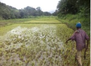 Sierra Leone: Assessing the suitability and profitability of the system ...