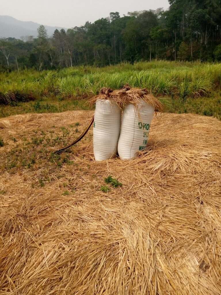 Impact of System of Rice Intensification (SRI) Practices on Cropping ...