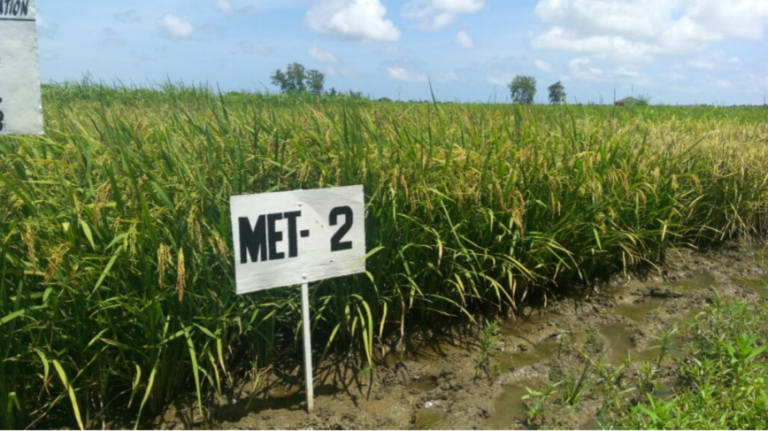 The System of Rice Intensification (SRI) Contributions to Agricultural ...