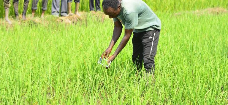 Tanzania: Researchers, Extension officers and Rice farmers trained on ...